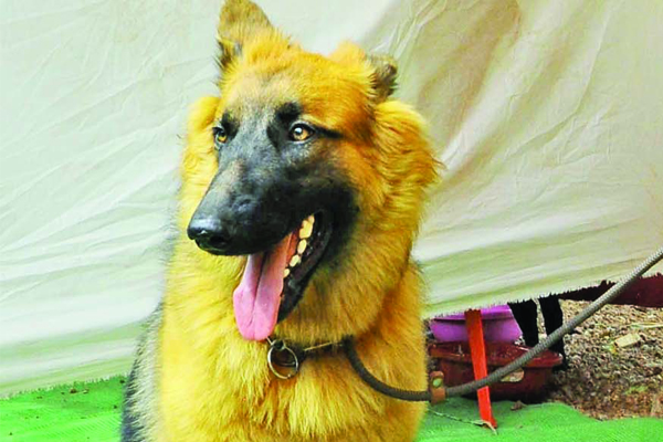 ಆಕರ್ಷಣೆ ಕೇಂದ್ರವಾದ ಶ್ವಾನ ಪ್ರದರ್ಶನ