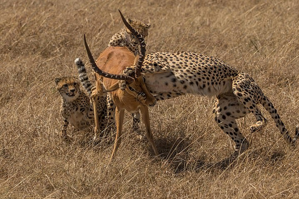 Chetha 3 - ವಿಜಯವಾಣಿ