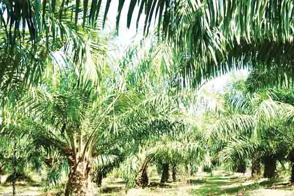 Taale - ವಿಜಯವಾಣಿ