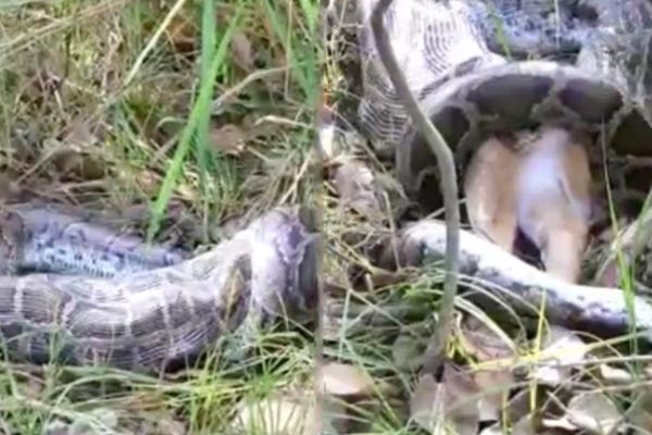 VIDEO| ಇಡೀ ಜಿಂಕೆಯ ದೇಹವನ್ನೇ ಗುಳುಂ ಸ್ವಾಹ ಮಾಡಿದ ದೈತ್ಯ ಹೆಬ್ಬಾವು: ರೋಚಕ ...