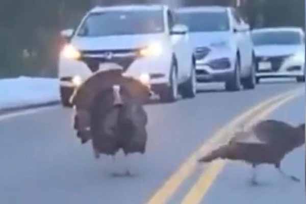 turkey burd - ವಿಜಯವಾಣಿ
