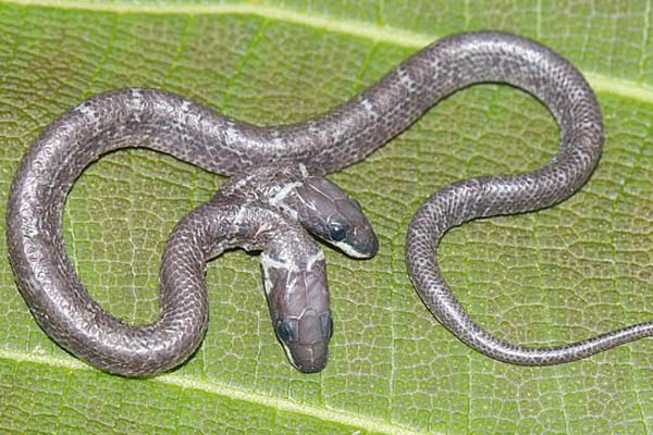 Two head Snake - ವಿಜಯವಾಣಿ