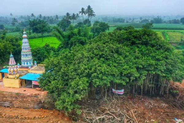 banyan tree - ವಿಜಯವಾಣಿ