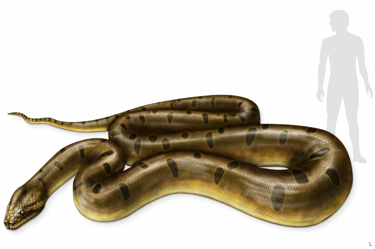 Titanoboa Snake (2) - ವಿಜಯವಾಣಿ