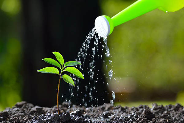 ಸಸಿ ನೆಡಿ, ಹೆಮ್ಮೆ ಪಡಿ: ಸಸಿಗಳಿಗೆ ದತ್ತು ಪಡೆದವರ ಹೆಸರು!