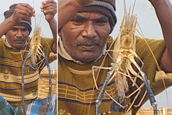 ಕಬಿನಿ ಜಲಾಶಯದಲ್ಲಿ ಮೀನುಗಾರನ ಬಲೆಗೆ ಬಿದ್ದ ಭಾರಿ ಗಾತ್ರದ ಸಿಗಡಿ