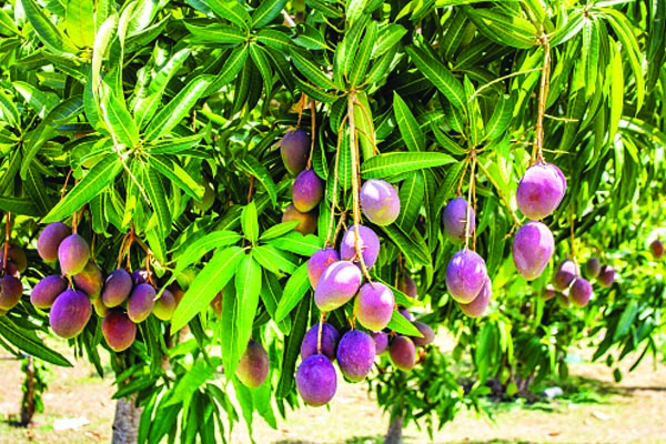 ಮಾವಿನ ಹಣ್ಣು ಮಾತ್ರವಲ್ಲ, ಮಾವಿನ ಎಲೆಯಲ್ಲಡಗಿದೆ ಅದ್ಭುತ ಪ್ರಯೋಜನ