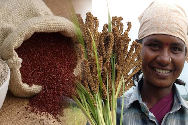 ಬಹೂಪಯೋಗಿ ರಾಗಿ: ಪ್ರಯೋಜನ ತಿಳಿದು ನೀವಾಗಿ ನಿರೋಗಿ...