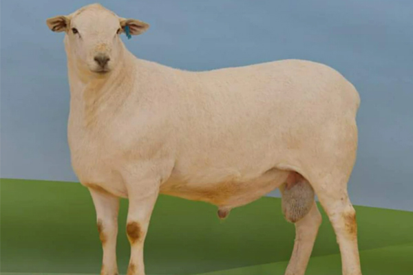 ಒಂದೇ ಒಂದು ಕುರಿ ಇದ್ರೂ ಕೋಟ್ಯಧಿಪತಿಗಳಾಗ್ಬೋದು! ಮಿರ ಮಿರ ಮಿಂಚುತ್ತಿರೋ ಇದರ ಬೆಲೆ ...