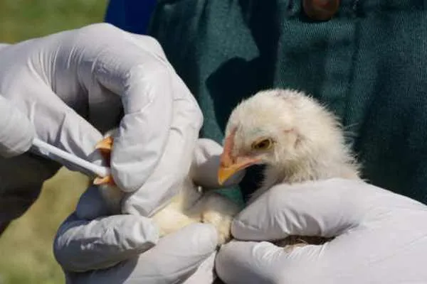 ಚೀನಾದಲ್ಲಿ H3N3 ಹಕ್ಕಿಜ್ವರದಿಂದ ಮೃತಪಟ್ಟ ಮಹಿಳೆ