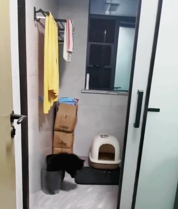 Spot the cat 3 - ವಿಜಯವಾಣಿ