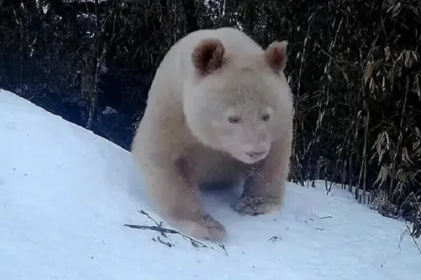 ಕ್ಯಾಮರಾದಲ್ಲಿ ಸೆರೆಯಾಯ್ತು ಅಪರೂಪದ ಬಿಳಿ ಪಾಂಡಾ