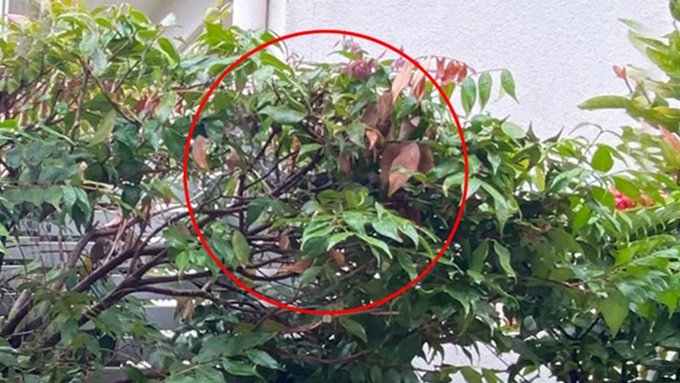 Huge Python 3 - ವಿಜಯವಾಣಿ