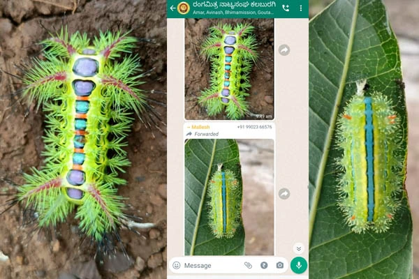 ಈ ಕೀಟ ಕಚ್ಚಿದ್ರೆ ಸ್ಥಳದಲ್ಲೇ ಸಾಯ್ತಾರಾ? ವೈರಲ್ ಫೋಟೋದಲ್ಲಿರುವ ಕೀಟದ ಅಸಲಿ ಸಂಗತಿ ...