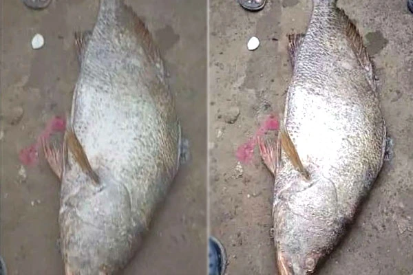 ಮೀನುಗಾರರ ಬಾಳಲ್ಲಿ ಭಾಗ್ಯದ ಬಾಗಿಲು ತೆರೆದ ಅಪರೂಪದ ಮೀನು: ಬೆಲೆ ಕೇಳಿದ್ರೆ ...