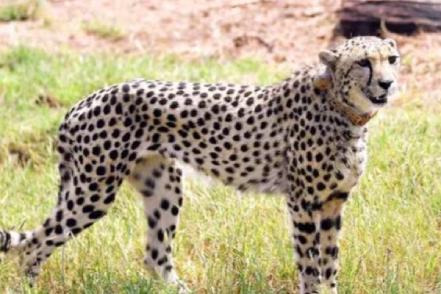 ಕುನೋ ರಾಷ್ಟ್ರೀಯ ಉದ್ಯಾನವನದಲ್ಲಿ ಹೆಣ್ಣು ಚೀತಾ ಸಾವು: ಈವರೆಗೆ 9 ಚೀತಾಗಳ ಮರಣ