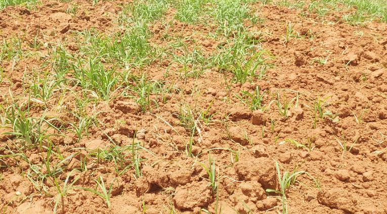ಬೆಳೆ ವಿಮೆಗೆ ರೈತರ ನೋಂದಣಿ ದಾಖಲೆ