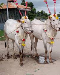 Hallikar cows - ವಿಜಯವಾಣಿ