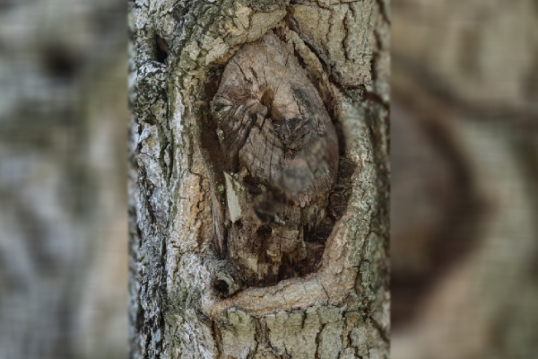 ಕಣ್ಣಿಗೊಂದು ಸವಾಲು: ಈ ಫೋಟೋದಲ್ಲಿ ಗೂಬೆಯನ್ನು ಪತ್ತೆಹಚ್ಚುವಿರಾ? ಶೇ. 90 ಮಂದಿಯಿಂದ ...