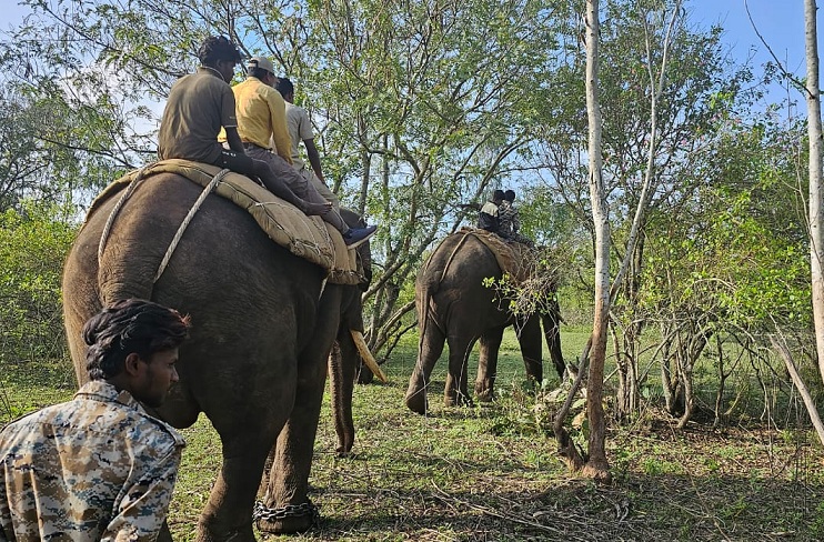 Tiger capture operation - ವಿಜಯವಾಣಿ