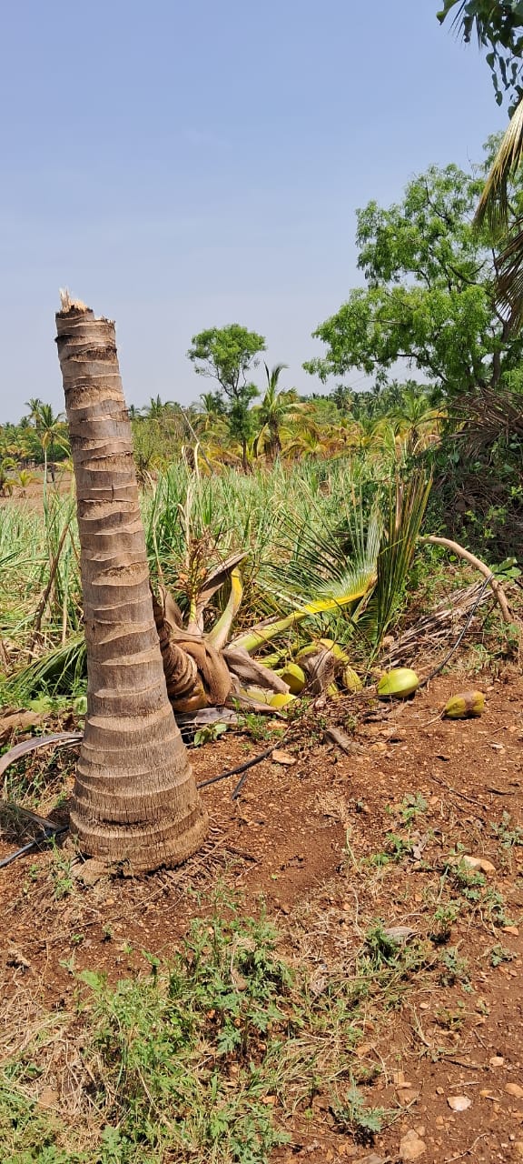Crop-loss-due-to-rain - ವಿಜಯವಾಣಿ