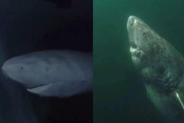 ಈ ಮೀನು 392 ವರ್ಷಗಳಿಂದ ಜೀವಂತವಾಗಿದೆ! ನಿಧಾನವಾಗಿ ಈಜುವುದರಿಂದಲೇ 500 ವರ್ಷ ...