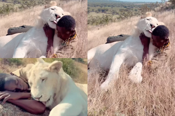 Viral video captures unlikely bond between man and lioness - ವಿಜಯವಾಣಿ