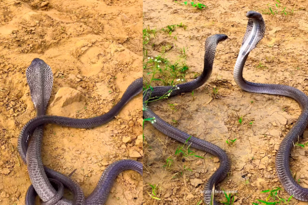 ಎರಡು ನಾಗರ ಹಾವುಗಳ ನಡುವೆ ಭೀಕರ ಕಾಳಗ! ಕೊನೆಗೂ ಏನಾಯ್ತು ಗೊತ್ತಾ? Snakes Fight