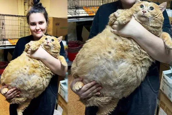 ವಿಶ್ವದ ದಡೂತಿ ಬೆಕ್ಕು ಇನ್ನಿಲ್ಲ! ಡಯಟ್ ಆರಂಭಿಸಿದ ಒಂದೇ ವಾರದಲ್ಲಿ ಸಾವು, ಕಾರಣ ...