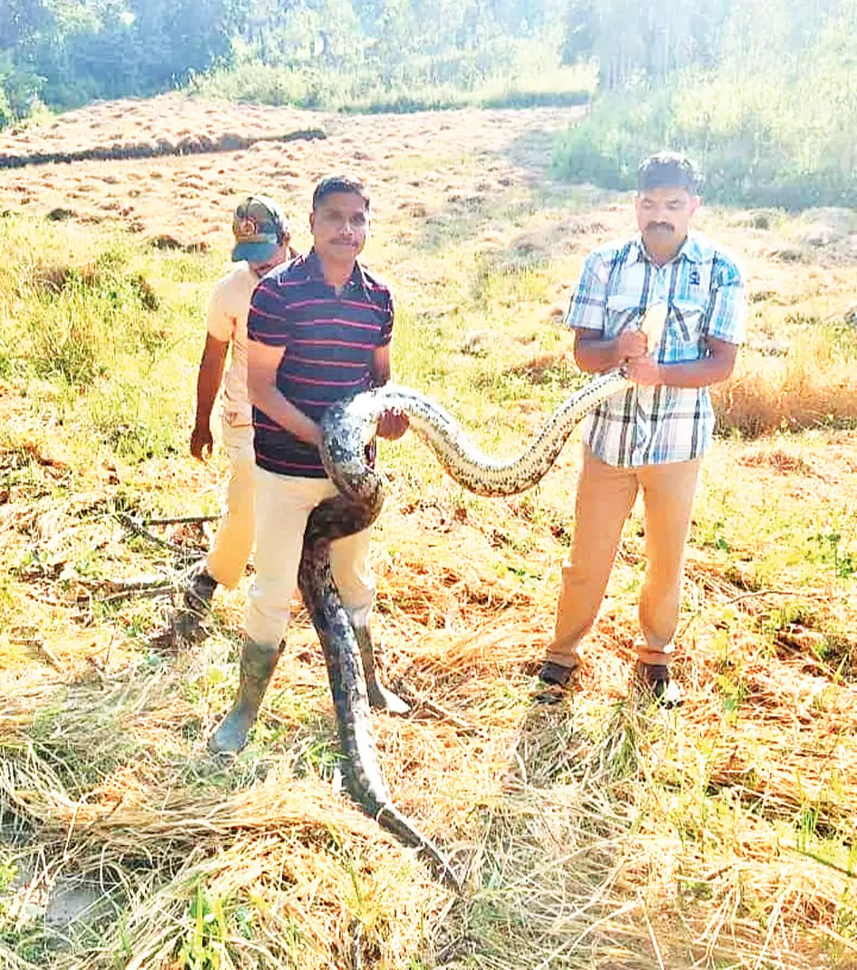 ಹುಡೇಲಕೊಪ್ಪ ಗದ್ದೆ ಬಲೆಯಲ್ಲಿ ಸಿಲುಕಿದ್ದ ಹೆಬ್ಬಾವು ರಕ್ಷಣೆ