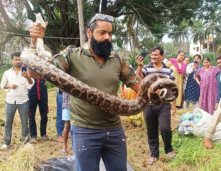 ಭತ್ತದ ಗದ್ದೆಯಲ್ಲಿ ಕಾಣಿಸಿಕೊಂಡ ಭಾರೀ ಗಾತ್ರದ ಹೆಬ್ಬಾವು