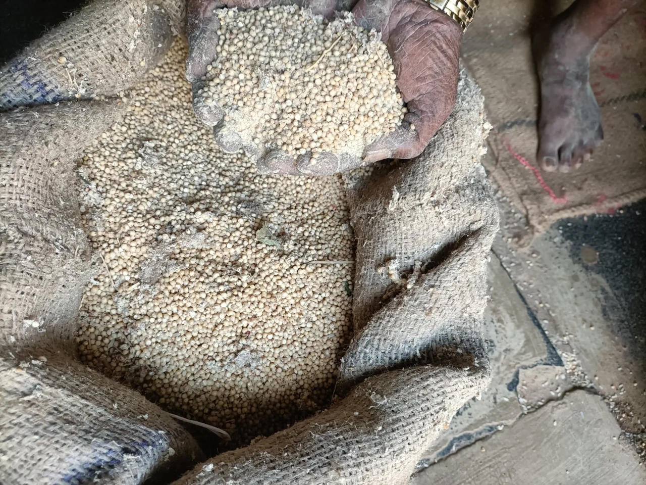 ಪಡಿತರದಾರರಿಗೆ ಕಳಪೆ ಜೋಳ ವಿತರಣೆ