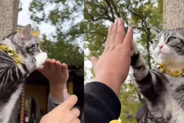 ಬೆಕ್ಕಿನ ಆಶೀರ್ವಾದ ಸಿಕ್ಕರೆ ನೀವೇ ಅದೃಷ್ಟವಂತರು! ಜನರು ಸಾಲುಗಟ್ಟಿ ನಿಲ್ಲುತ್ತಾರೆ ...